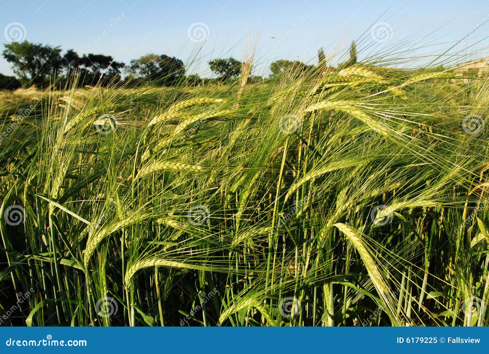 Autumn wheat field stock image. Image of colorful, harvesting - 6179225