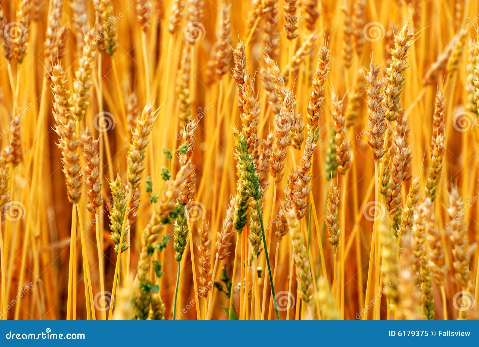 Autumn wheat field stock image. Image of food, fall, autumn - 6179375