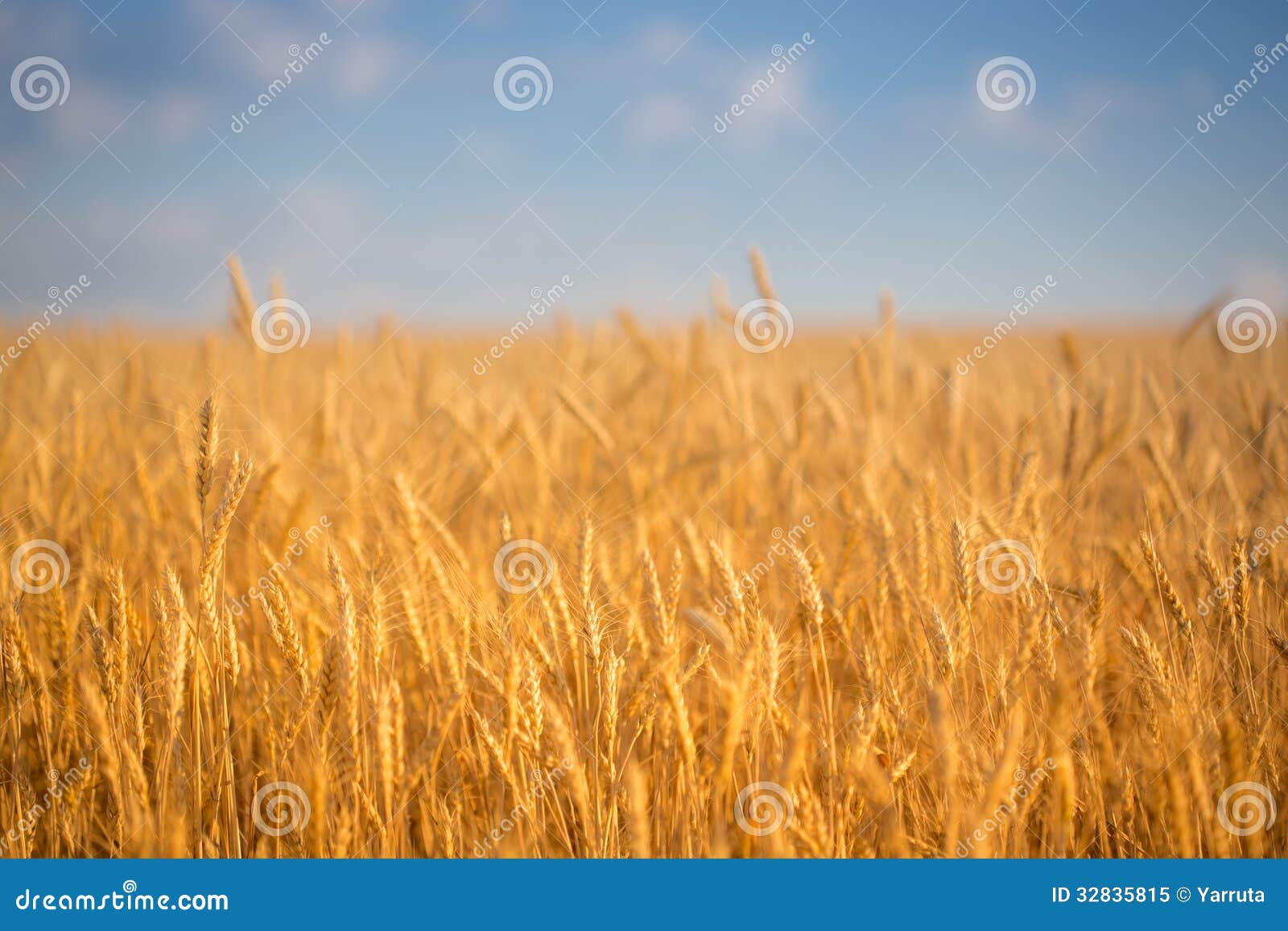 Autumn wheat field stock image. Image of scenic, yellow - 32835815