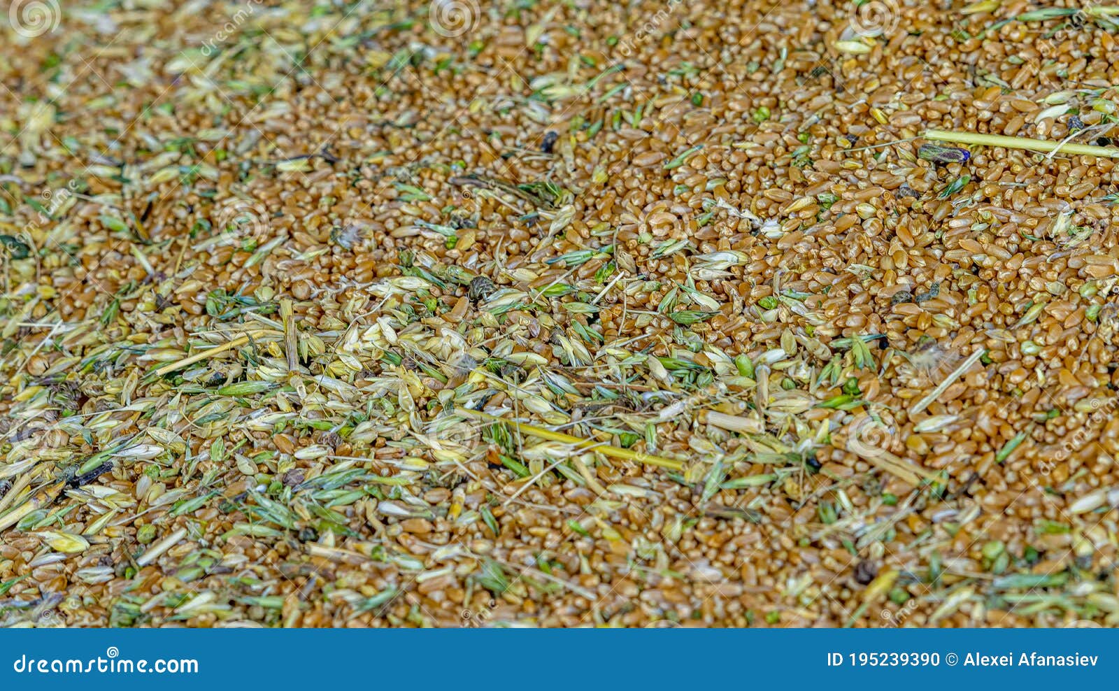 Autumn Wheat Harvest. Grain Just Picked from the Fields. Mountains of ...