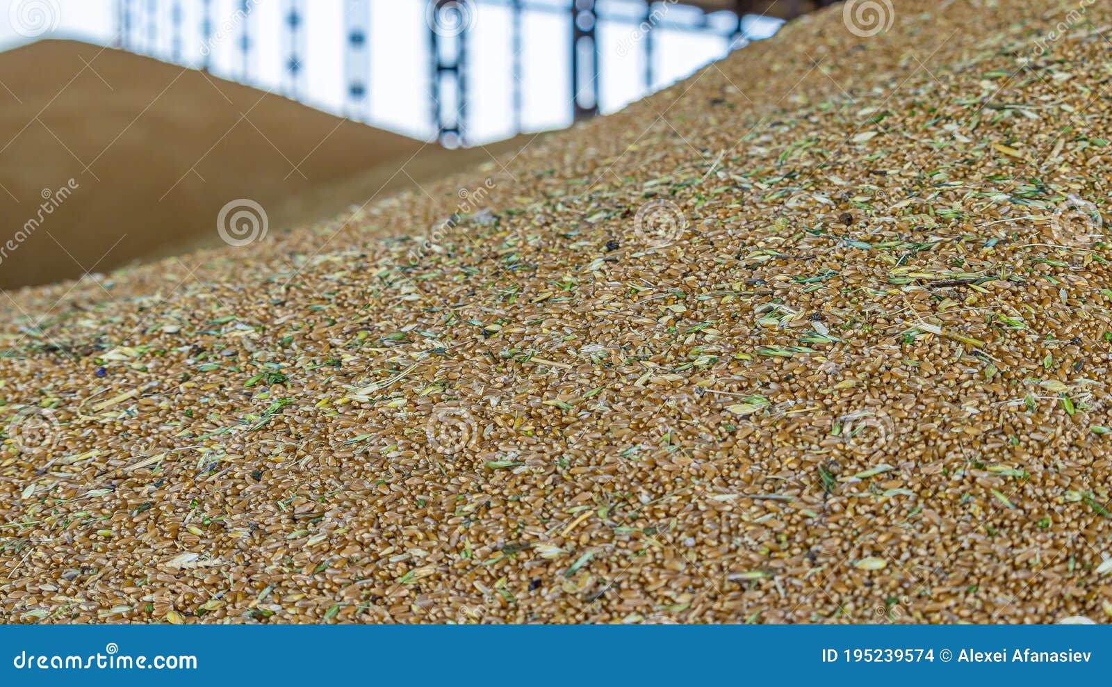 Autumn Wheat Harvest. Grain Just Picked from the Fields. Mountains of ...