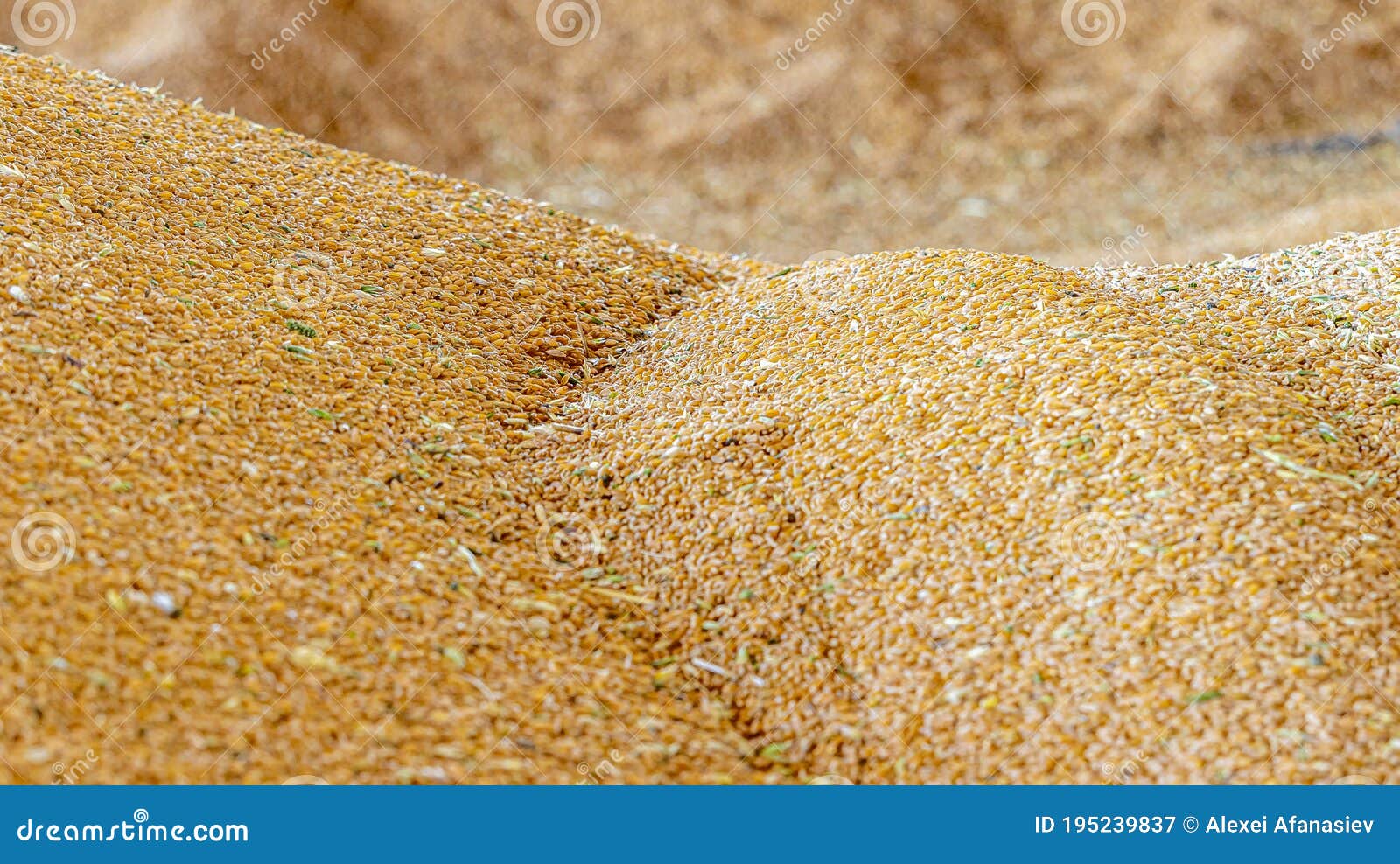 Autumn Wheat Harvest. Grain Just Picked from the Fields. Mountains of ...