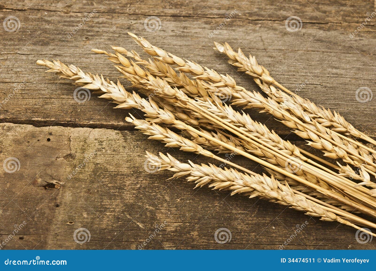 Autumn wheat stock image. Image of autumn, board, brown - 34474511