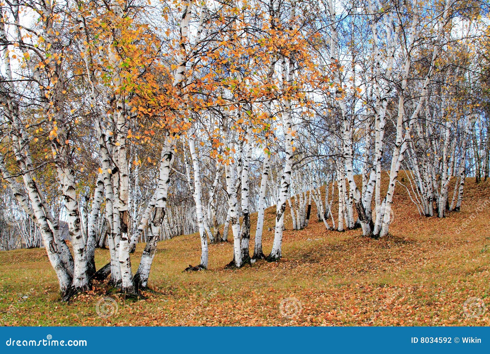 Autumn white birch stock photo. Image of leaf, beauty - 8034592