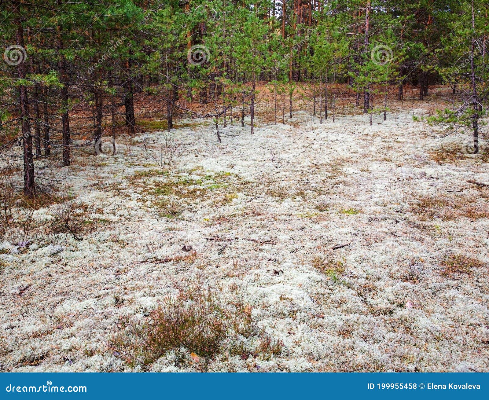 White Moss, Or Sphagnum, Close-up, Natural Background In The Forest ...