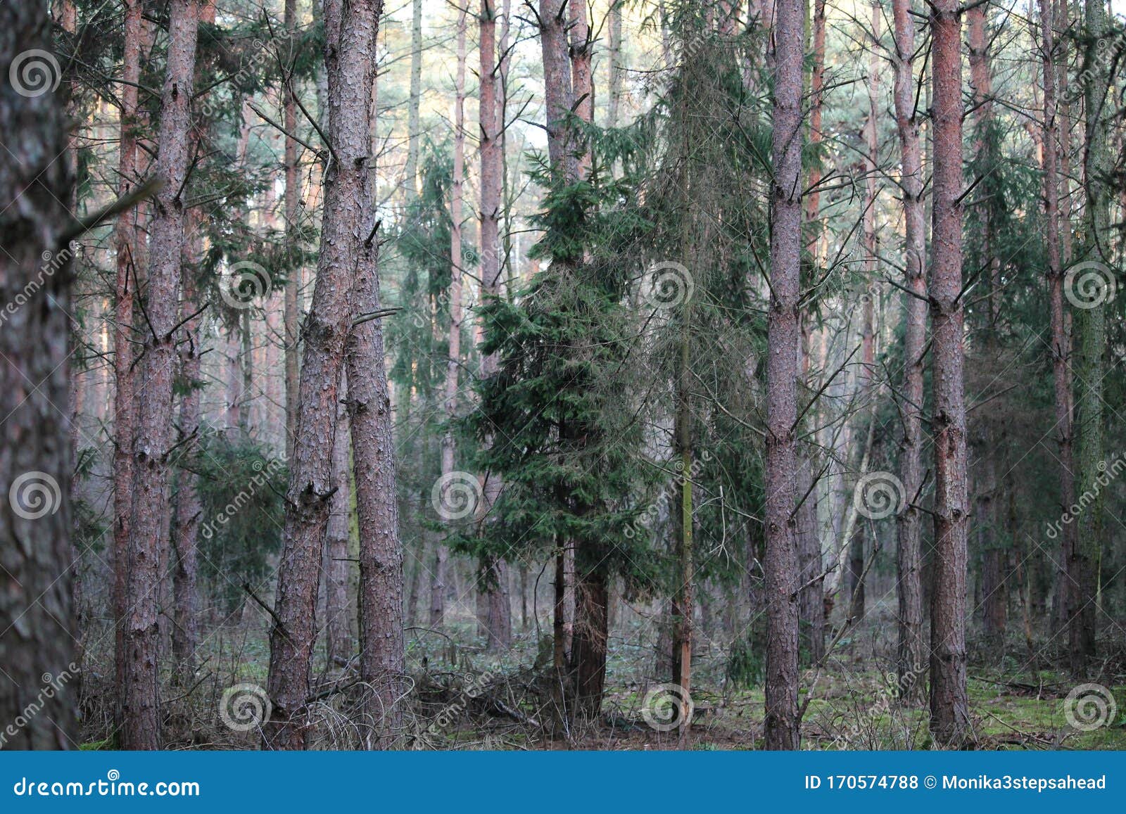 Autumn Wild and Dark Forest Stock Photo - Image of years, colorful ...