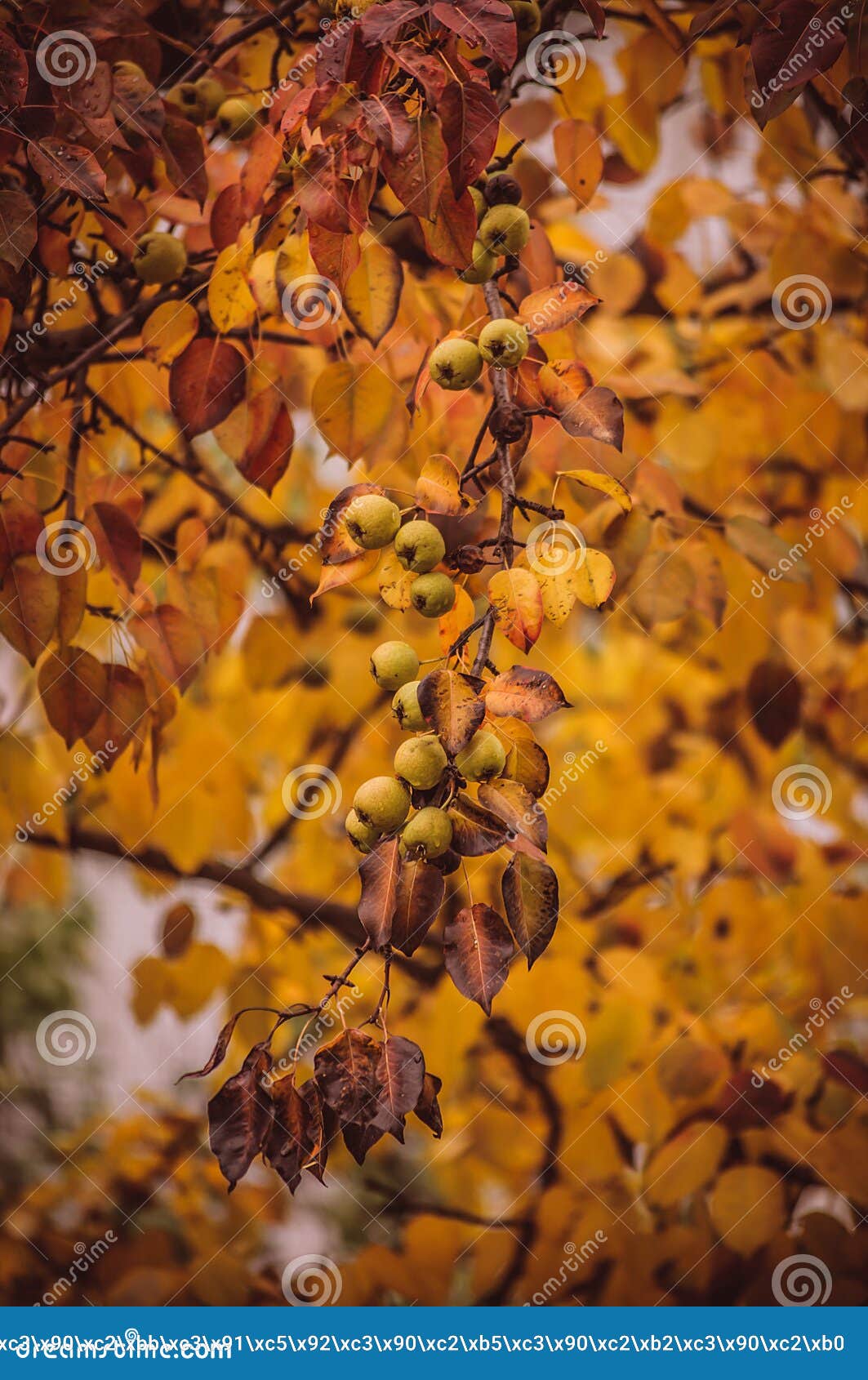 Autumn wild pear stock photo. Image of halloween, season - 102065342