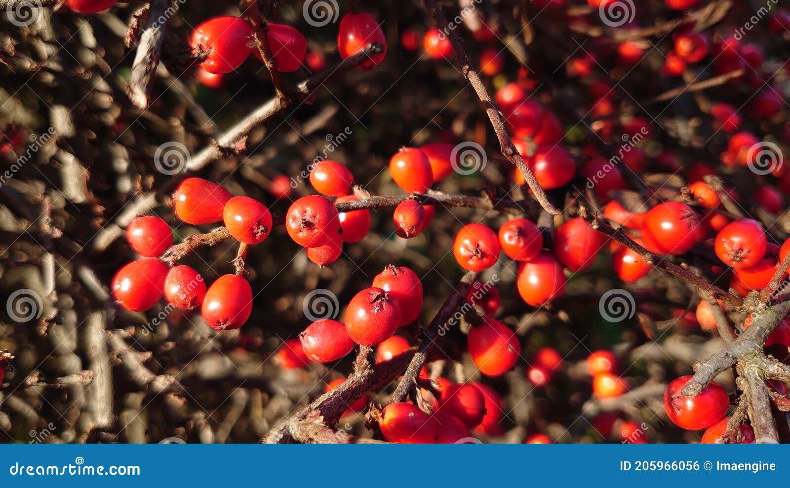 Autumn wild red berries stock photo. Image of petal - 205966056