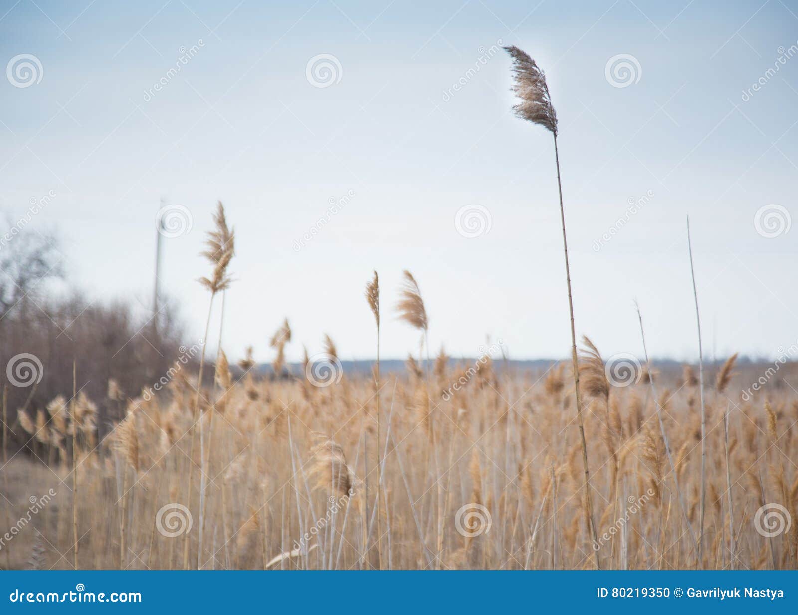 Autumn wild reeds stock photo. Image of gloomy, material - 80219350
