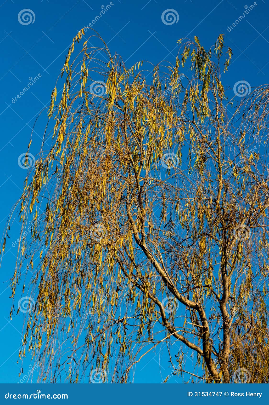 Autumn Willow Branch stock image. Image of trees, willow - 31534747