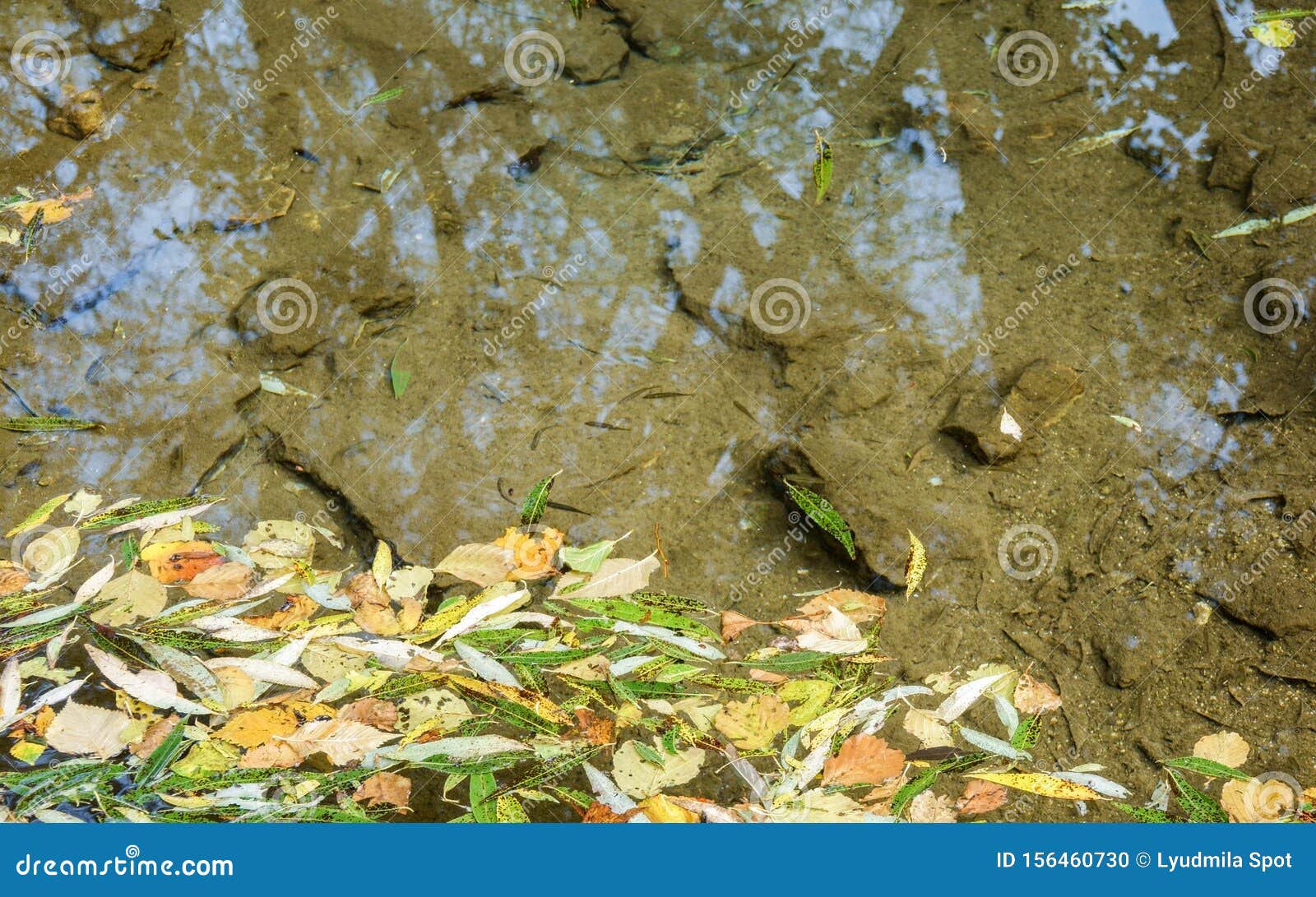 Autumn Willow Leaves in Water Floating in a Pond of Still Water Stock ...