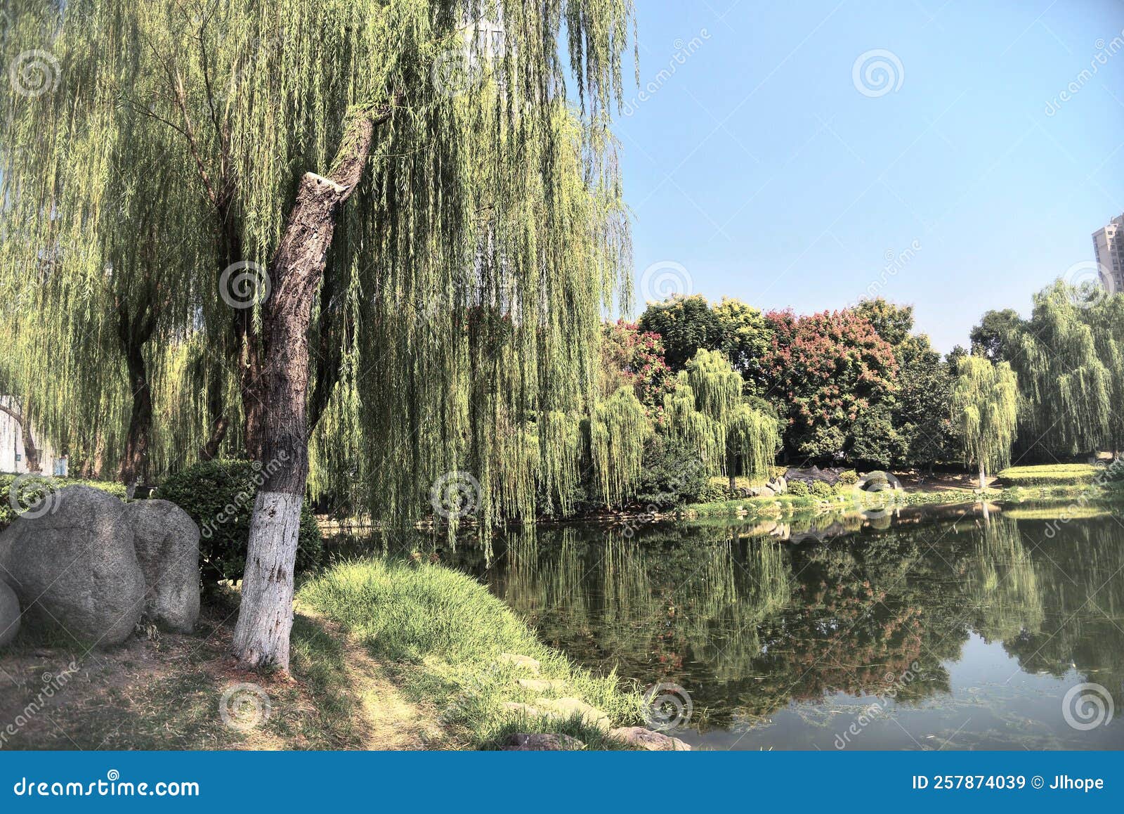 Autumn willows stock image. Image of lawn, willows, botany - 257874039