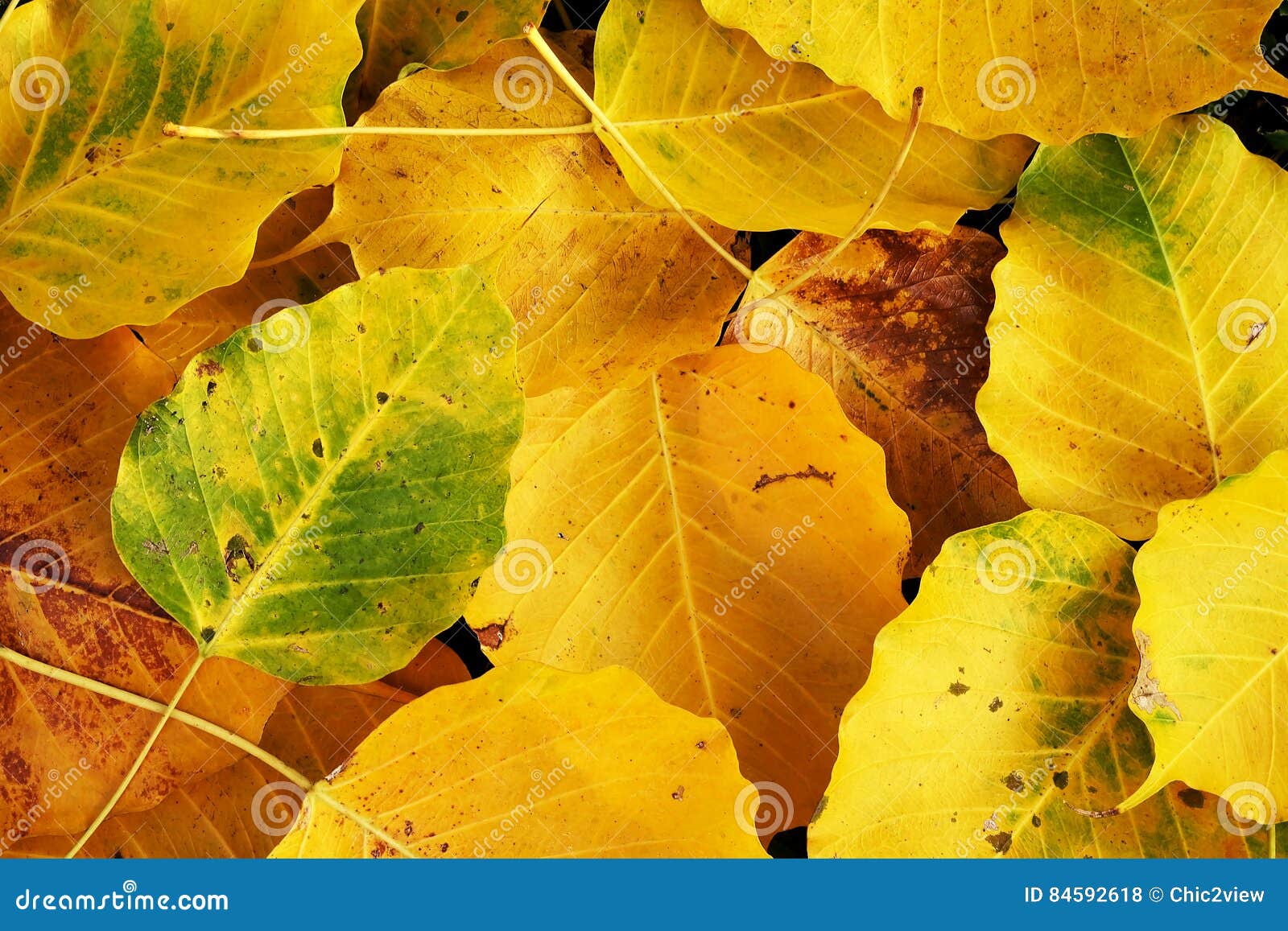Autumn Wilt Yellow Bo Leaf Heap on the Floor Stock Photo - Image of ...