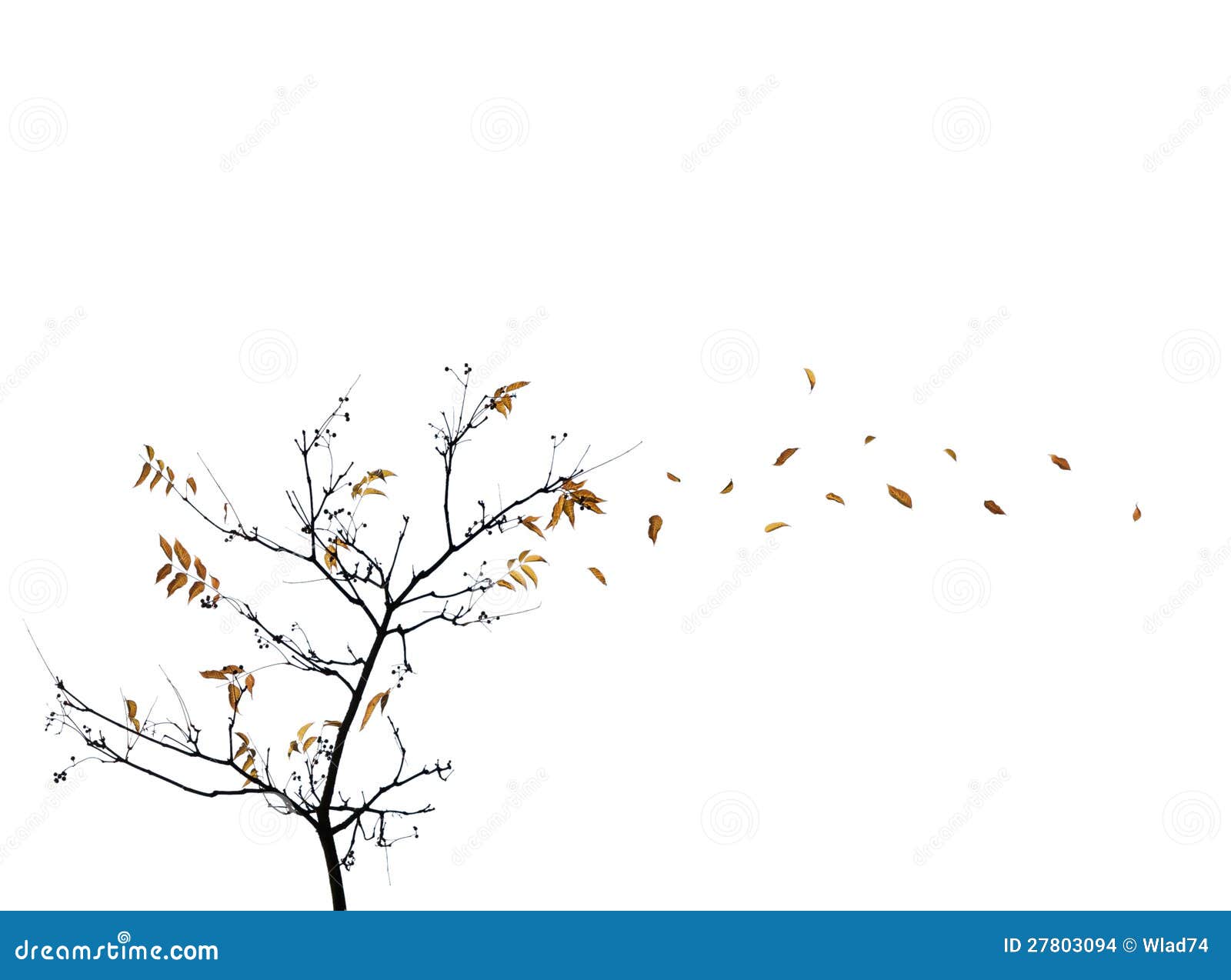 Autumn wind stock photo. Image of autumn, fall, focus - 27803094