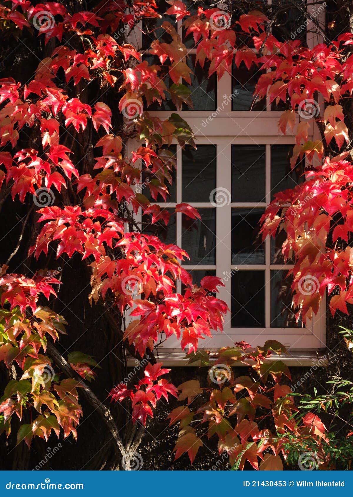 Autumn window stock image. Image of dark, nature, climbing - 21430453