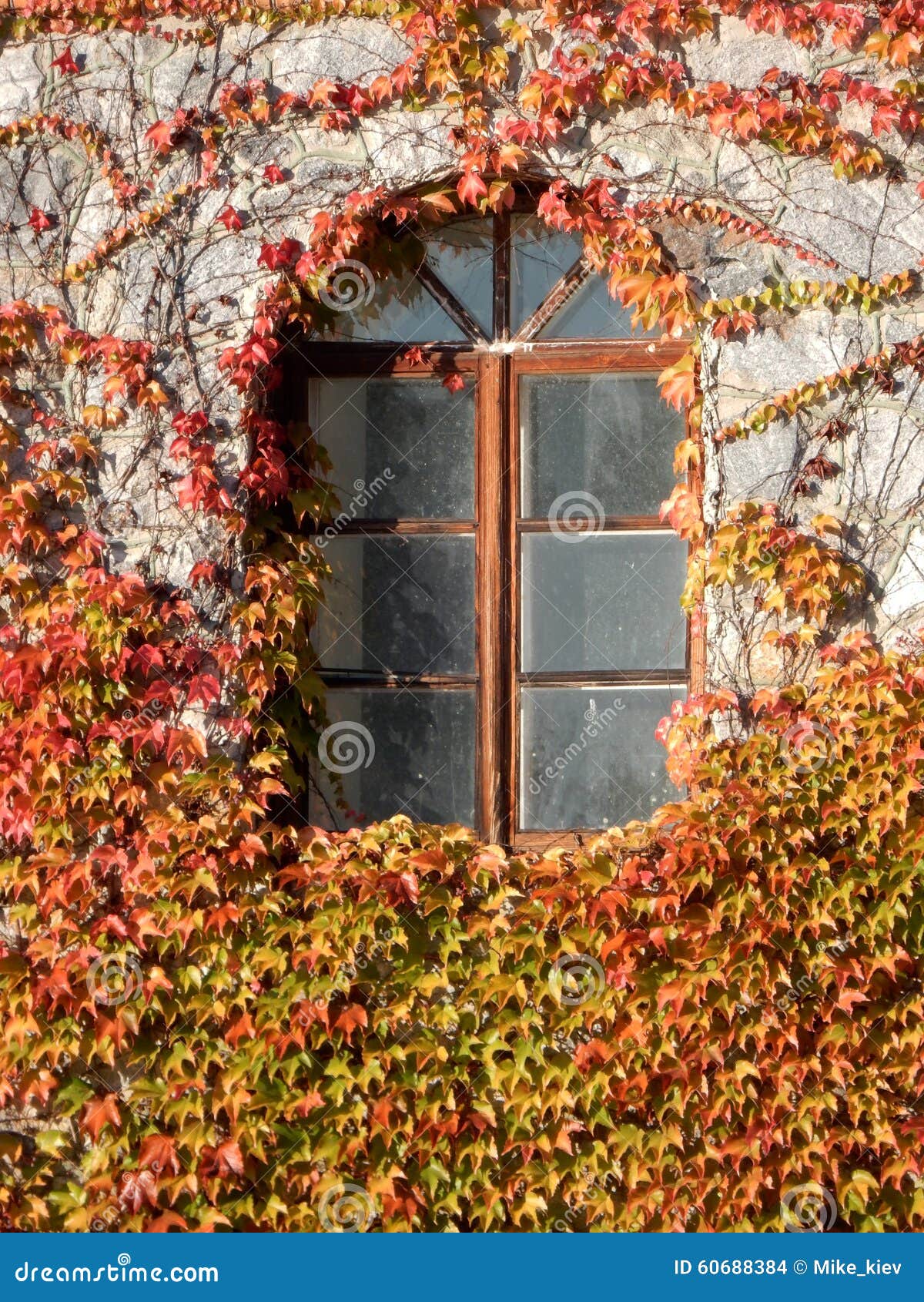 Autumn window in ivy stock photo. Image of season, color - 60688384