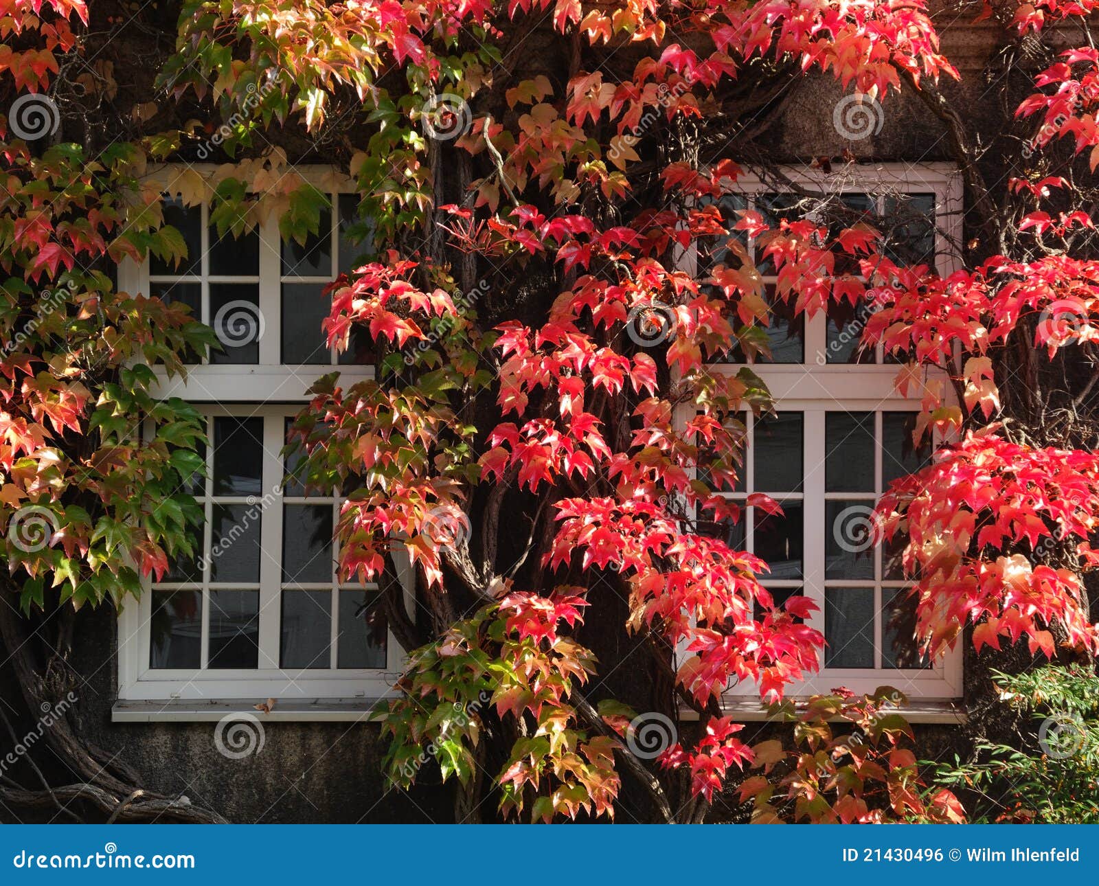 Autumn windows stock photo. Image of kiel, climbing, autumn - 21430496