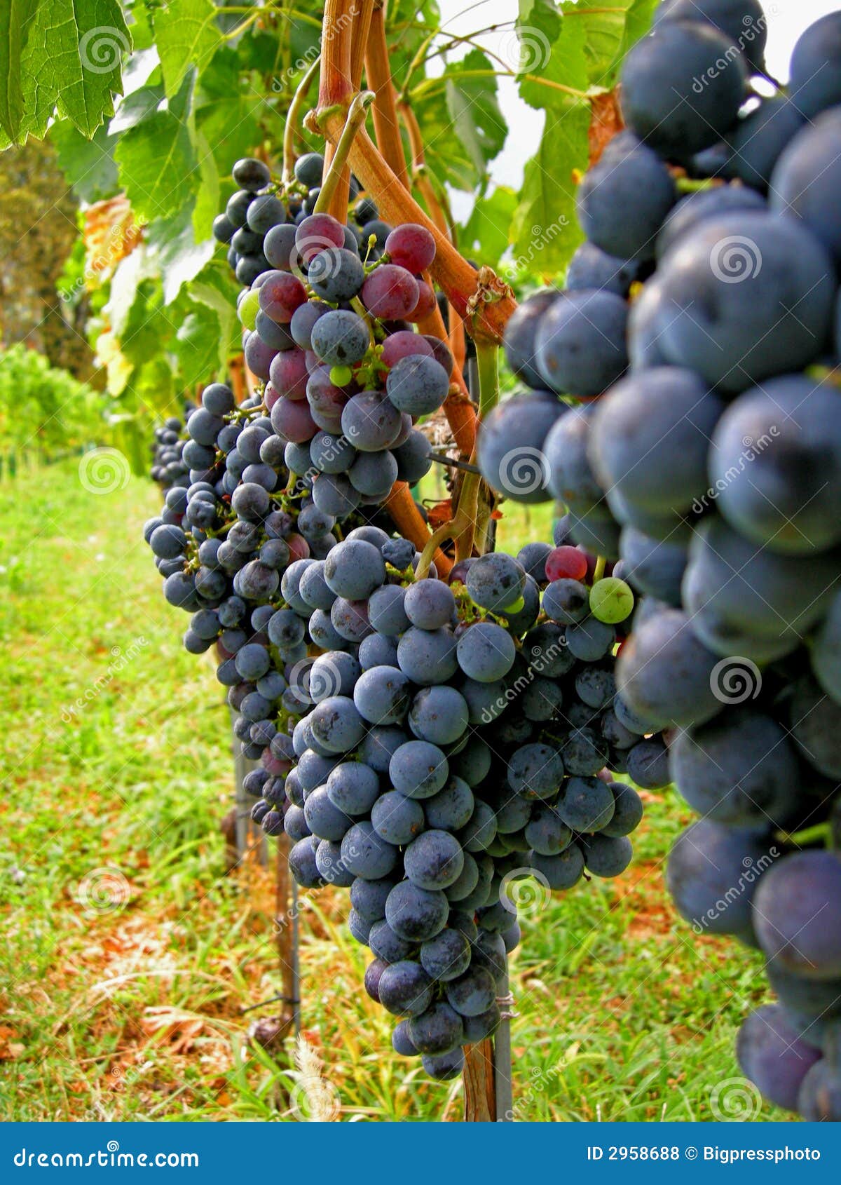 Autumn wine harvest Merlot stock photo. Image of grapes - 2958688