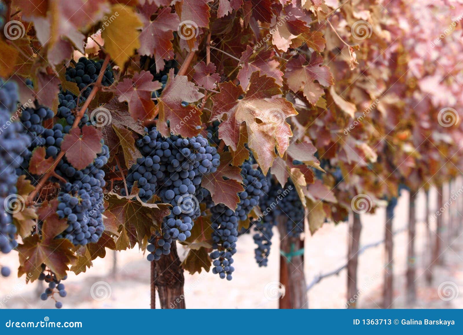 Autumn winery stock image. Image of rural, harvest, nature - 1363713