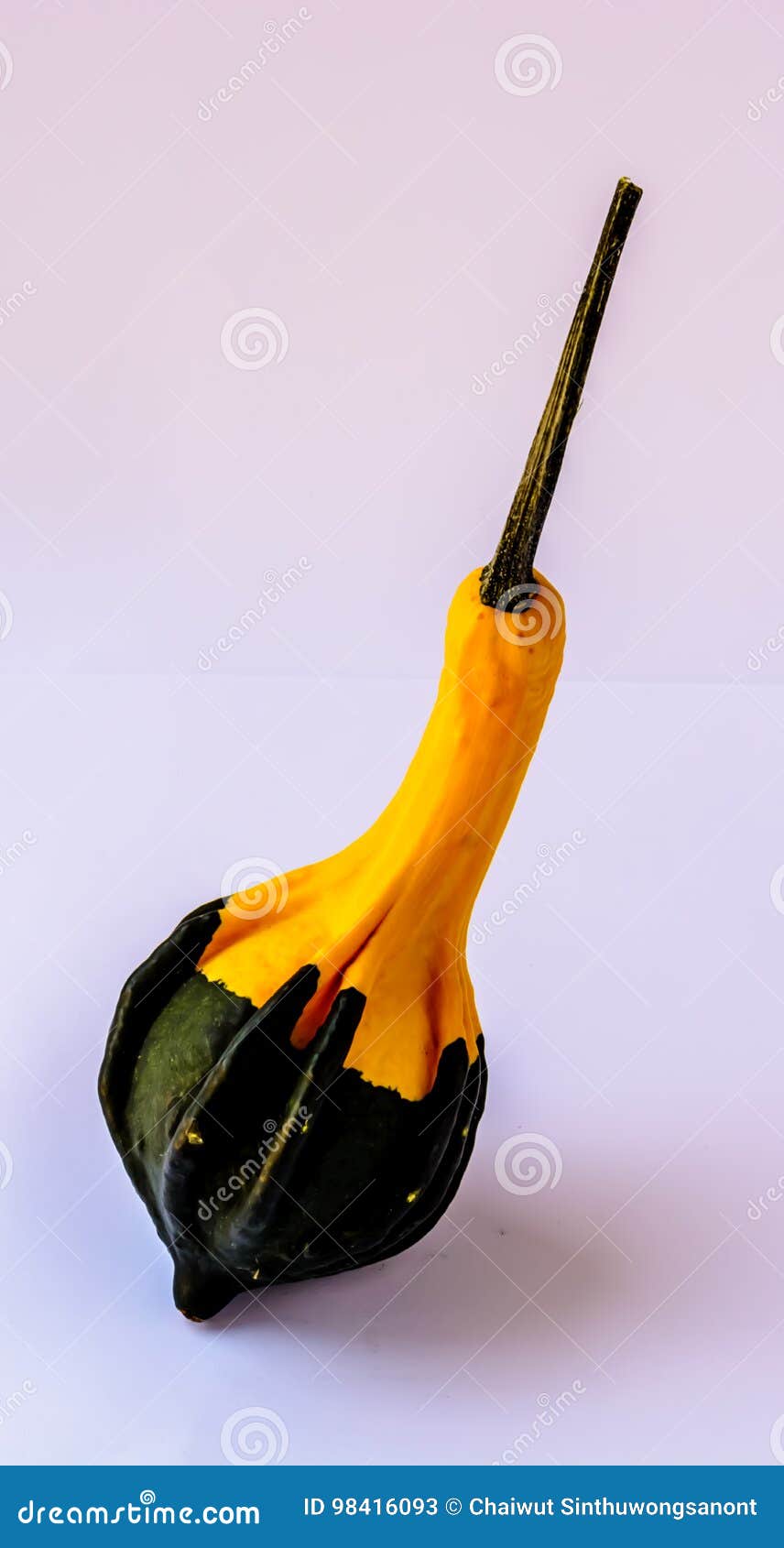 Autumn Wing Gourds stock image. Image of mini, extreme - 98416093