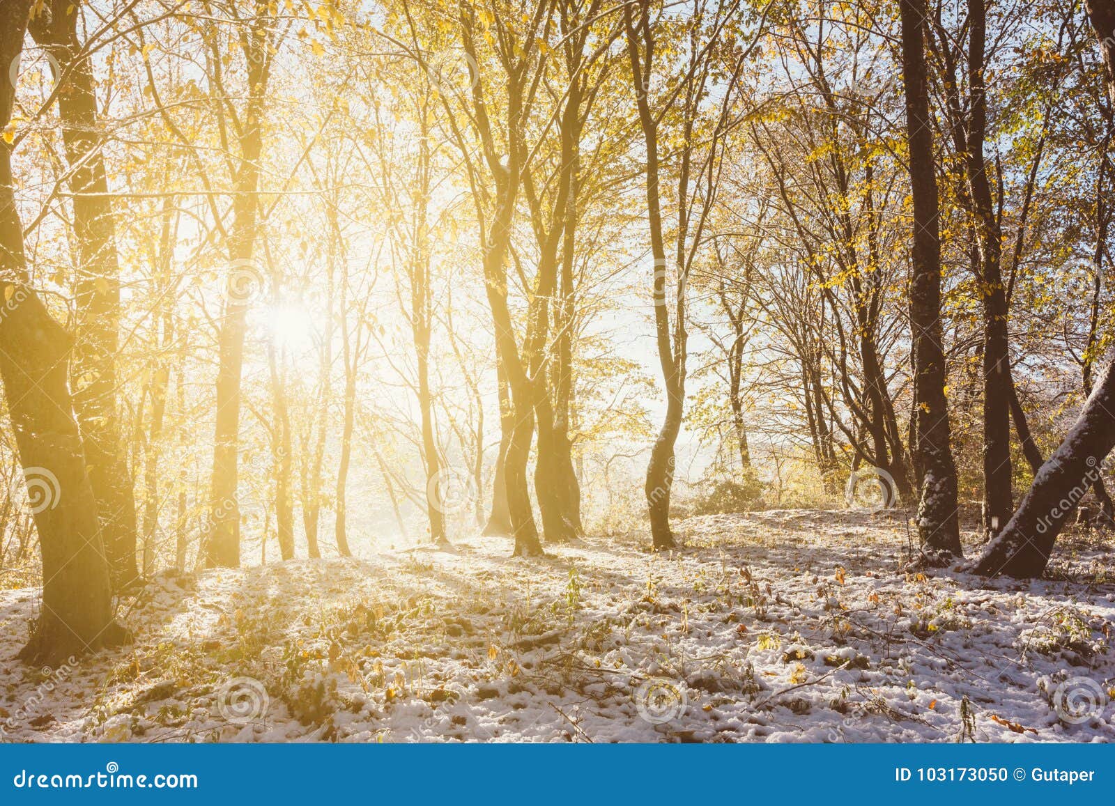 Autumn winter landscape stock photo. Image of environment - 103173050