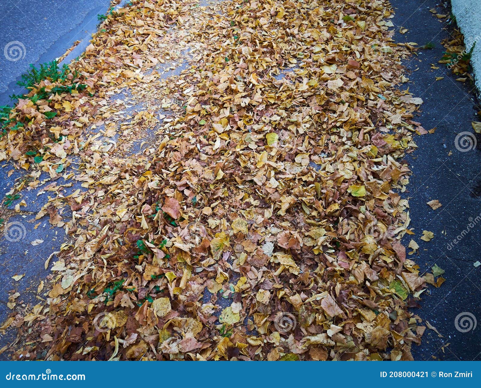 Autumn winter leaves stock image. Image of botany, color - 208000421