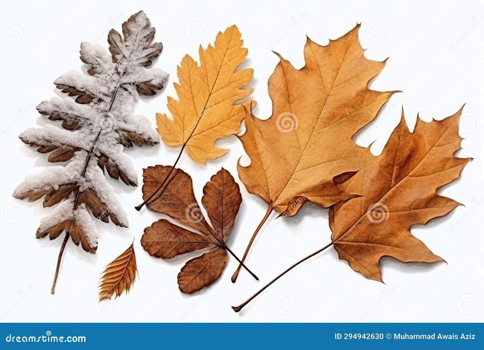 Autumn and Winter Leaves Isolated on White Background - Ai Generated ...