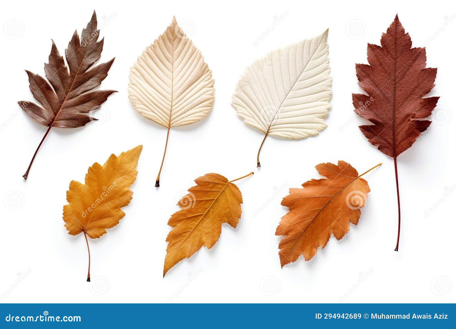 Autumn and Winter Leaves Isolated on White Background - Ai Generated ...