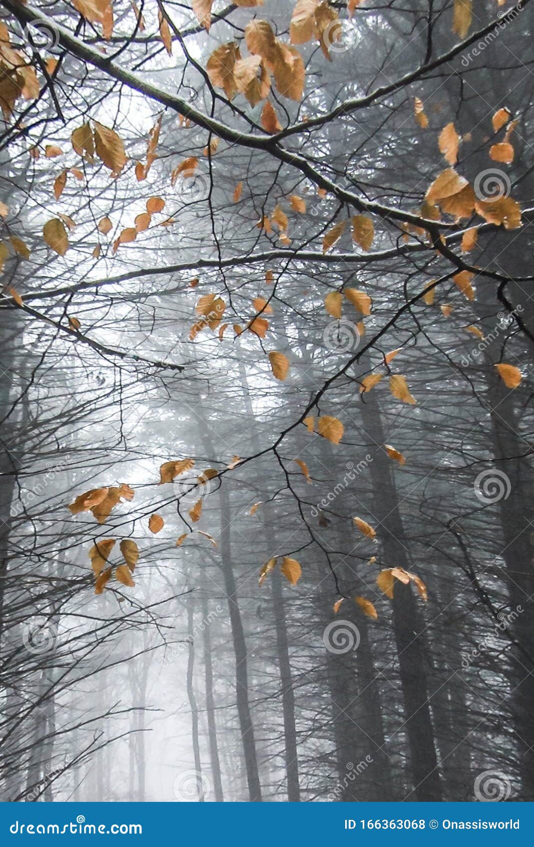 Autumn Winter Nature Forest Abstract Art Stock Photo - Image of nature ...