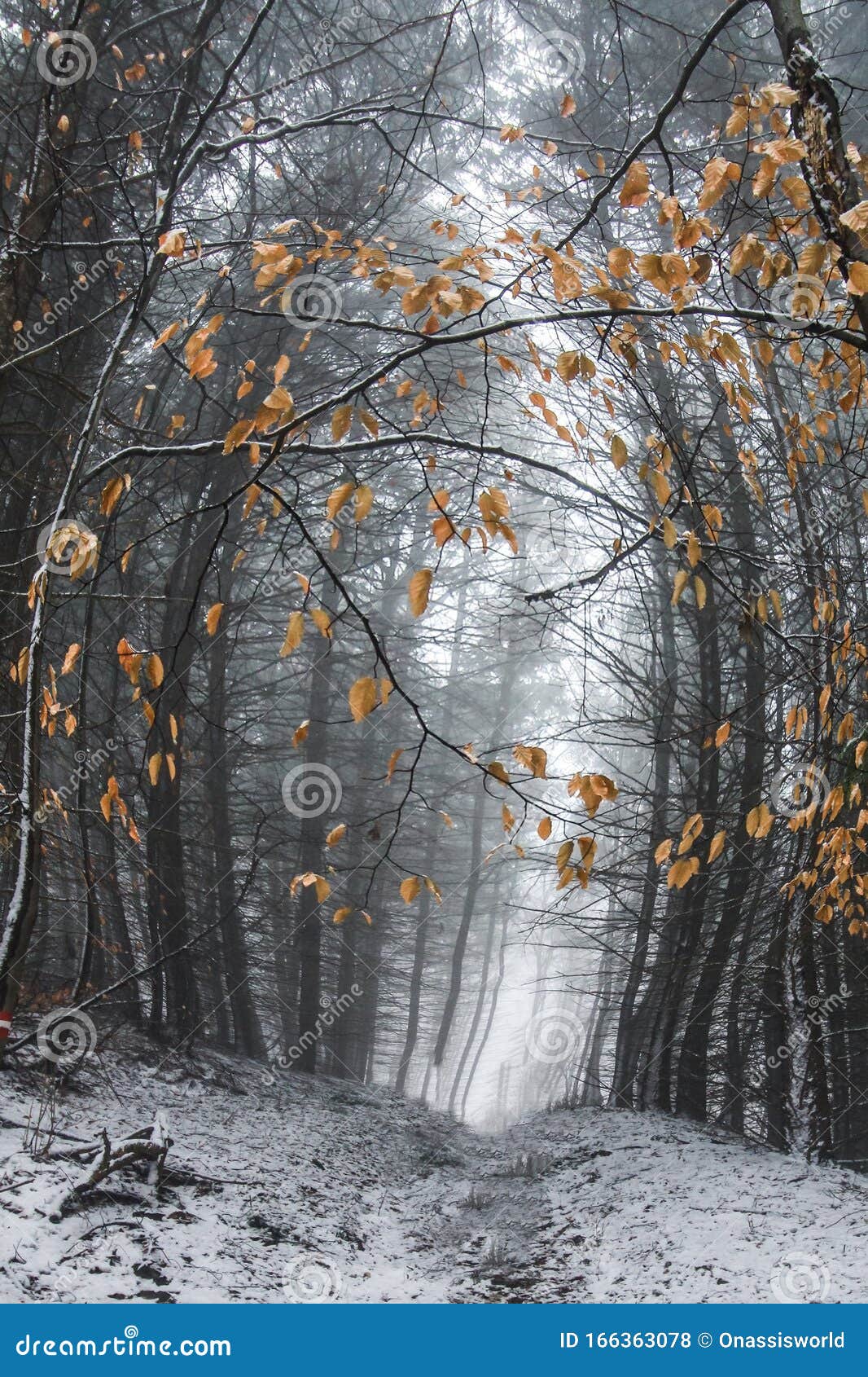 Autumn Winter Nature Forest Abstract Art Stock Photo - Image of forest ...