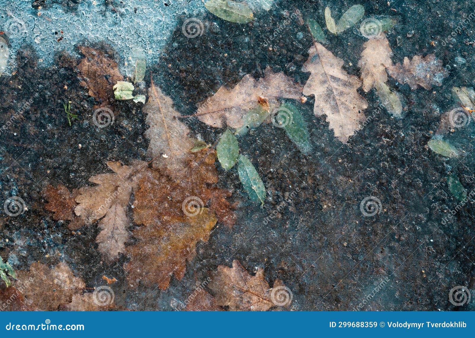 Autumn Winter, Texture Background. Frosty Maple Leaf in the Snow. Stock ...