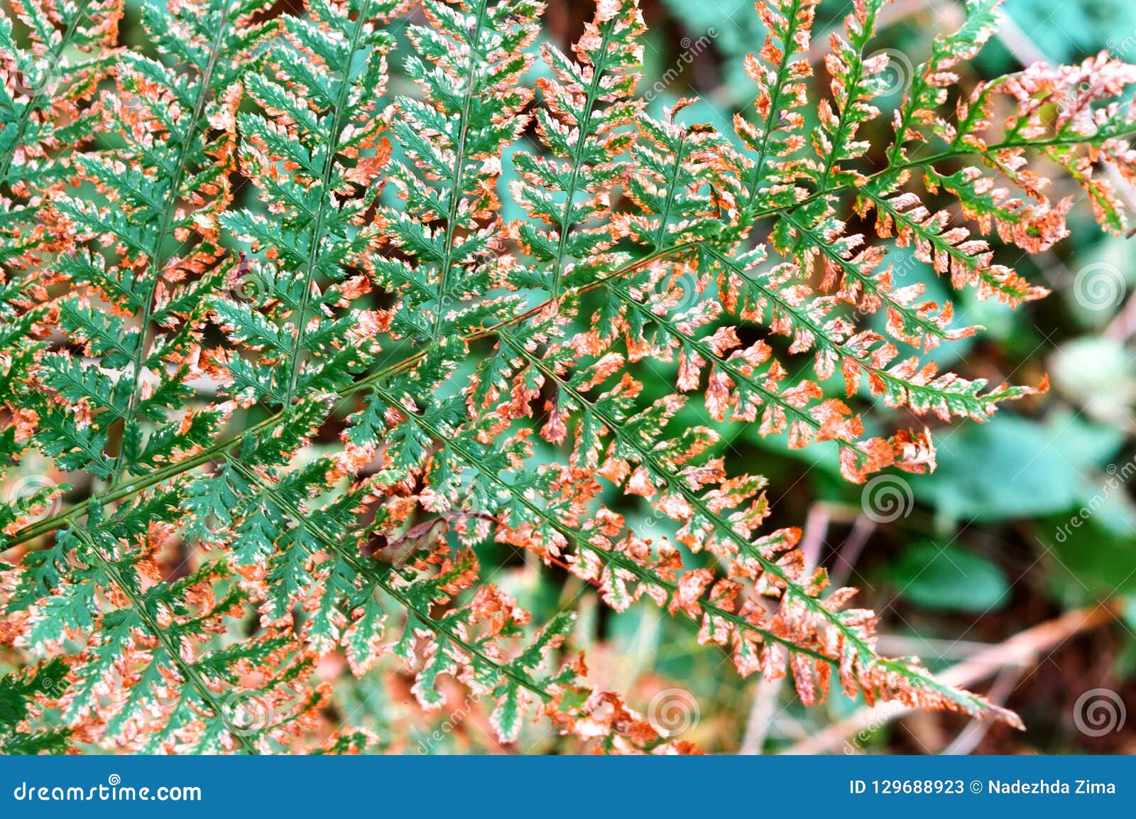 Autumn Withered Fern Leaf, Green Leaf Plants Fern Stock Image - Image ...