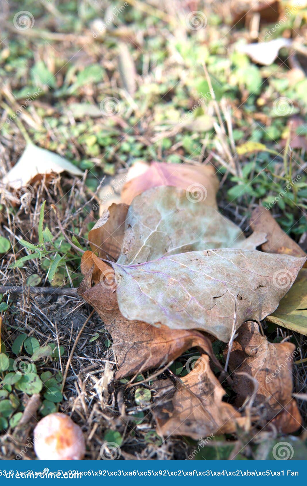Autumn Withered Leaves on the Withered Grass Stock Image - Image of ...