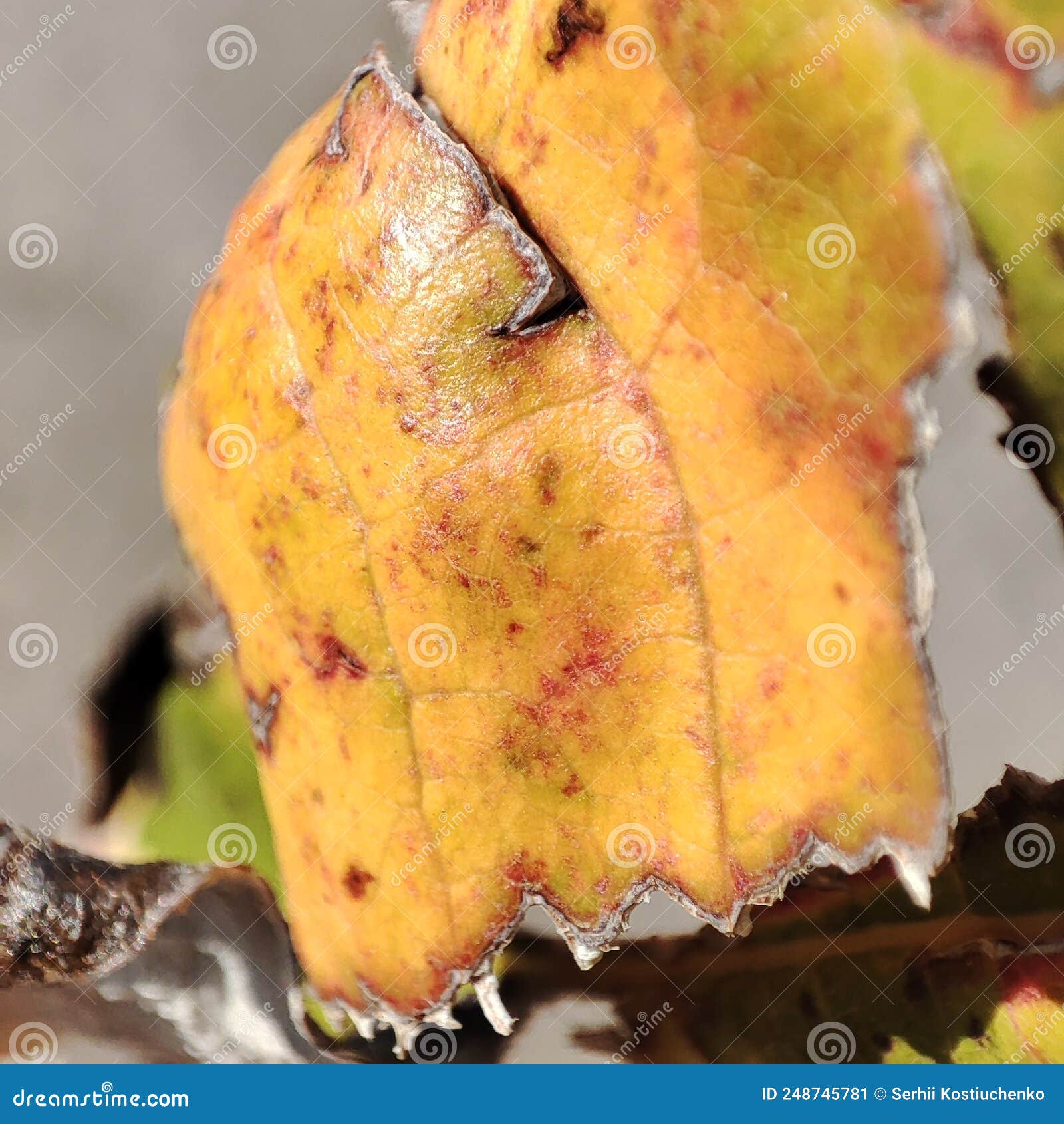 Autumn. Withering leaf. stock image. Image of branch - 248745781