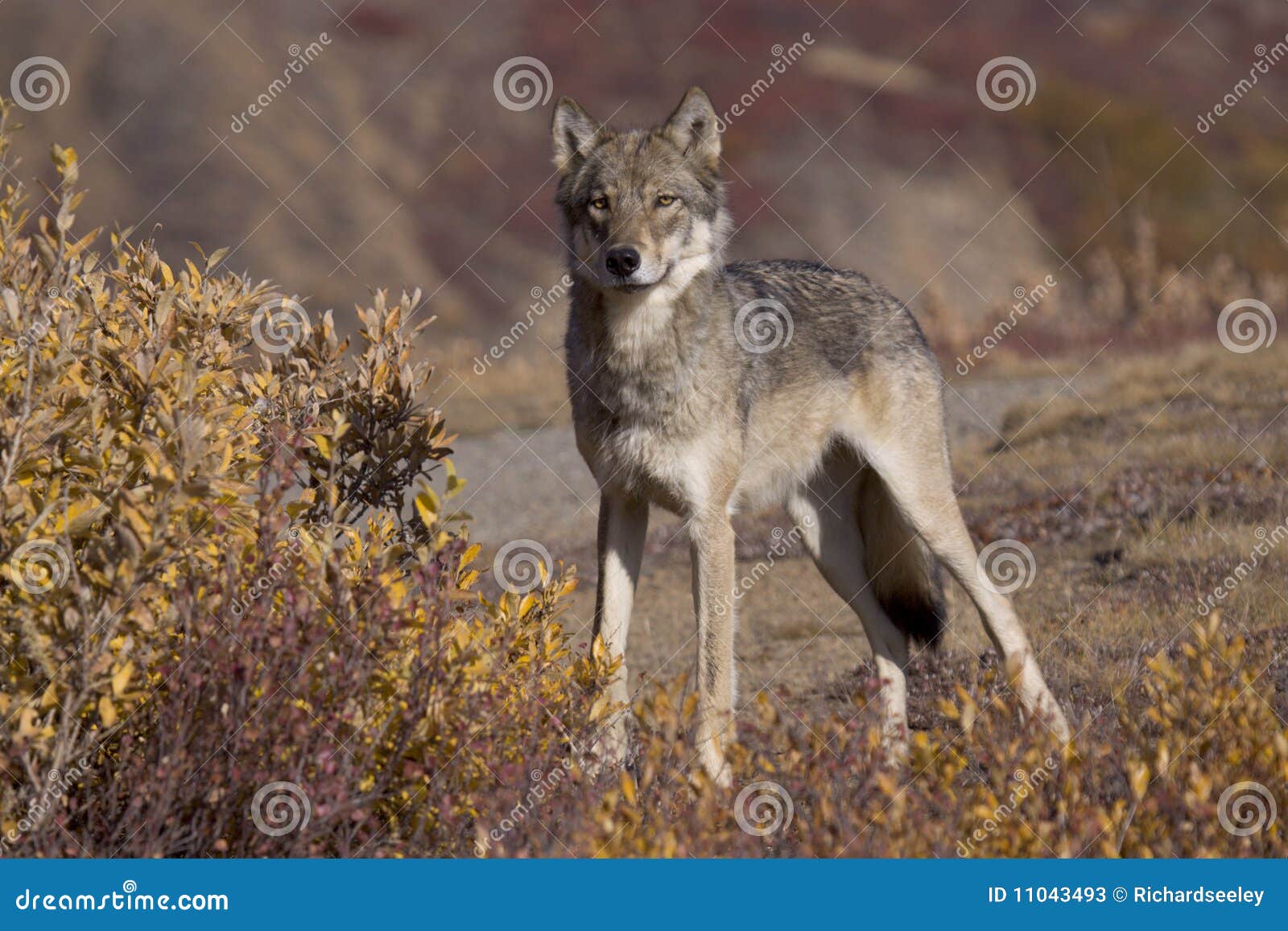 Autumn Wolf fullview stock image. Image of predator, park - 11043493