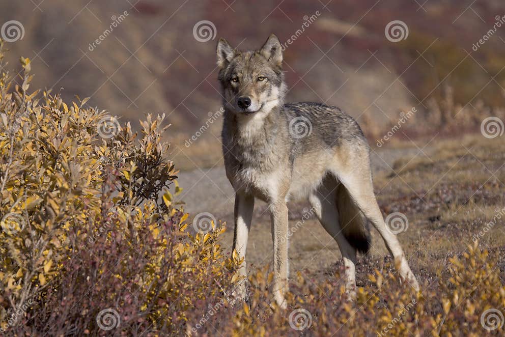 Autumn Wolf fullview stock image. Image of predator, park - 11043493