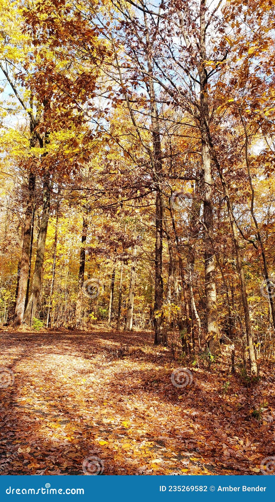 Autumn Wonderland in the Forest Stock Photo - Image of orange, road ...