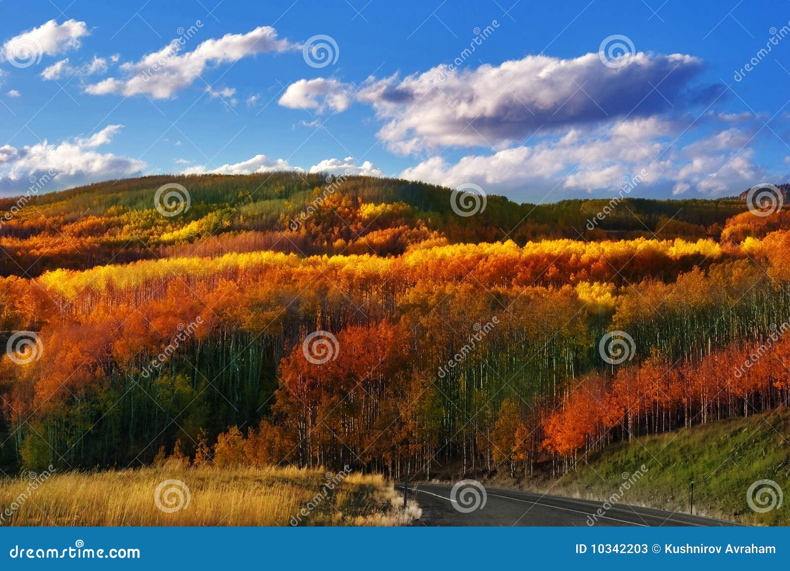 Autumn wood. stock image. Image of leaves, life, october - 10342203