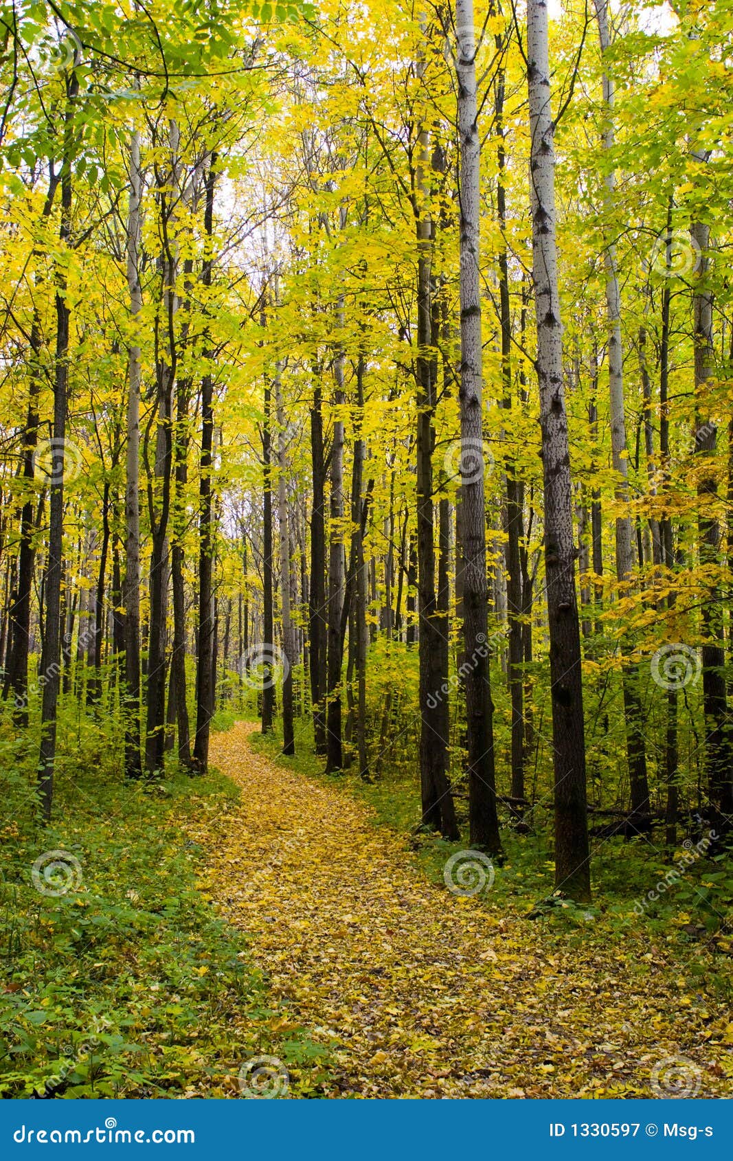 Autumn wood stock image. Image of colour, gold, green - 1330597