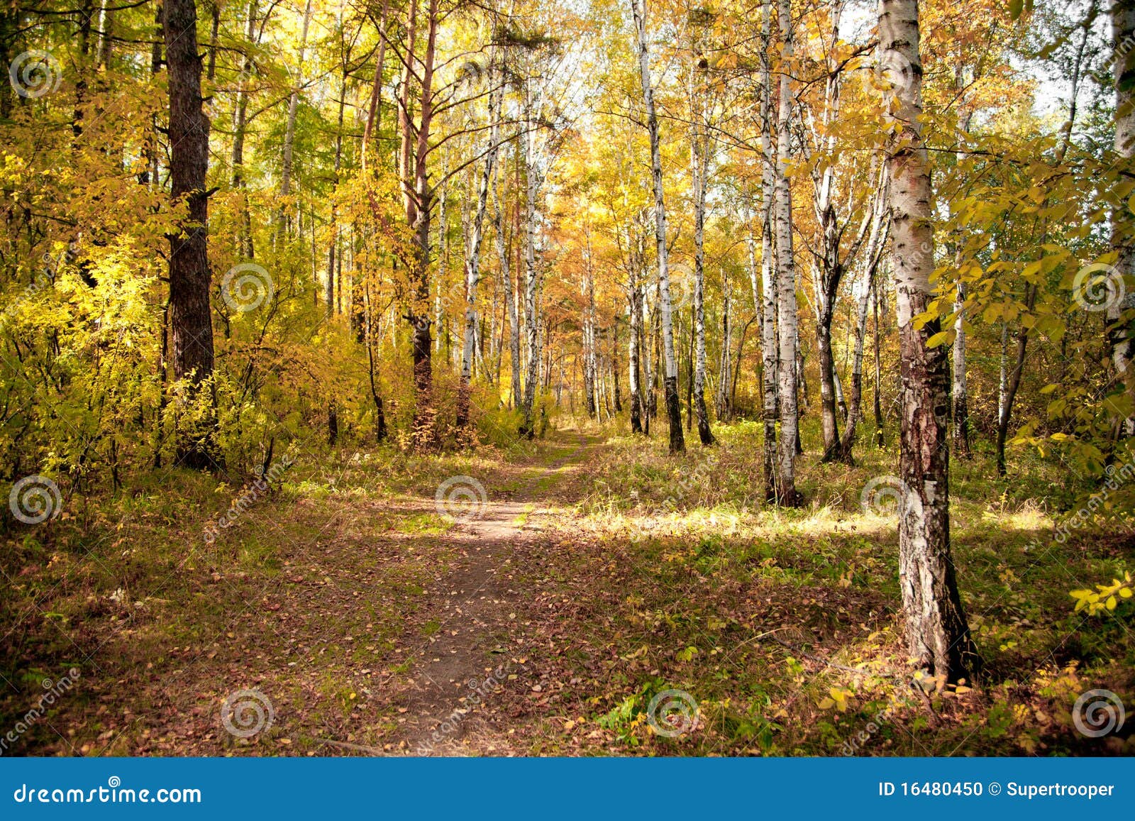 Autumn wood stock photo. Image of timberland, plant, season - 16480450