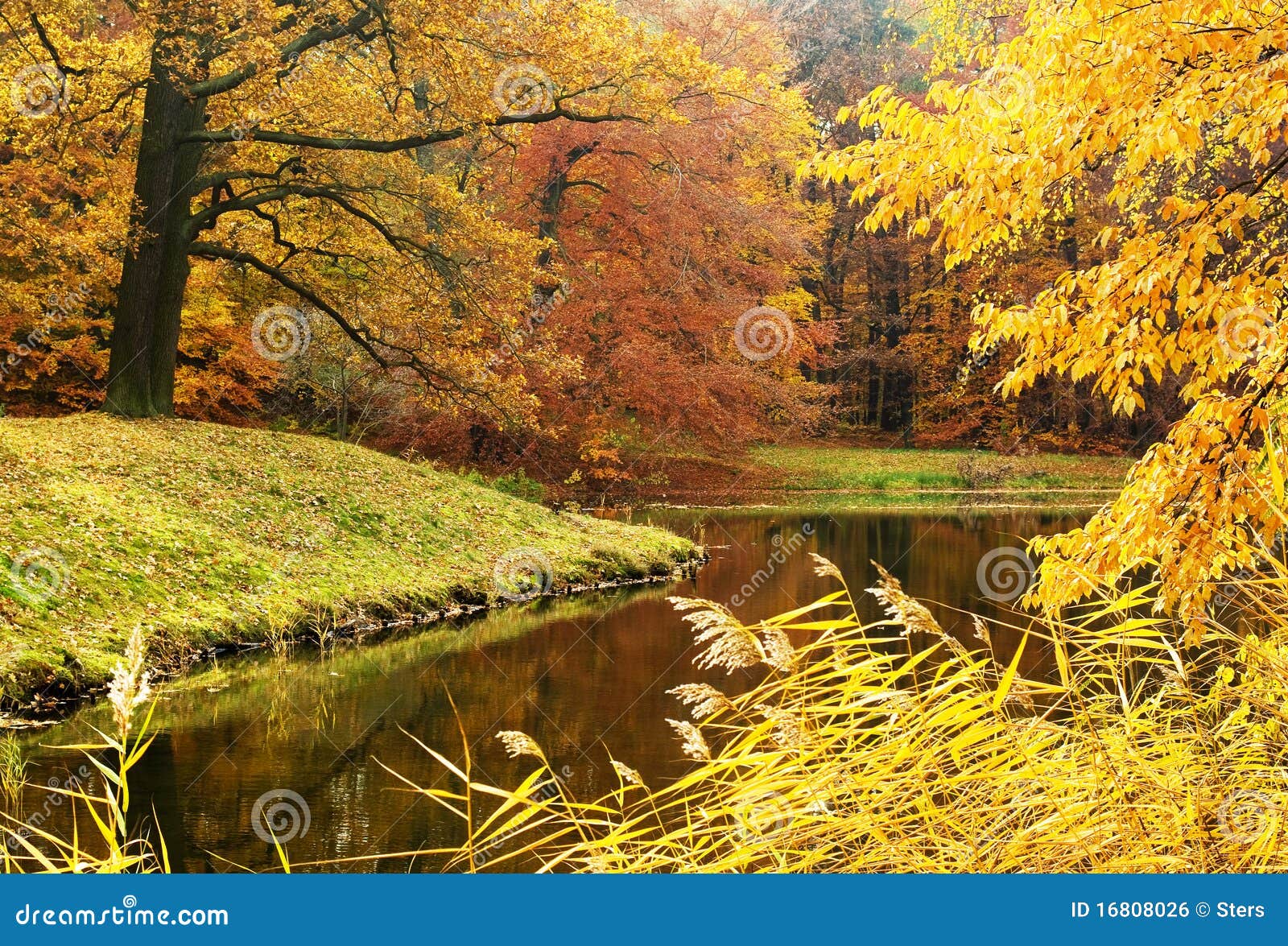 Autumn wood stock photo. Image of backgrounds, color - 16808026