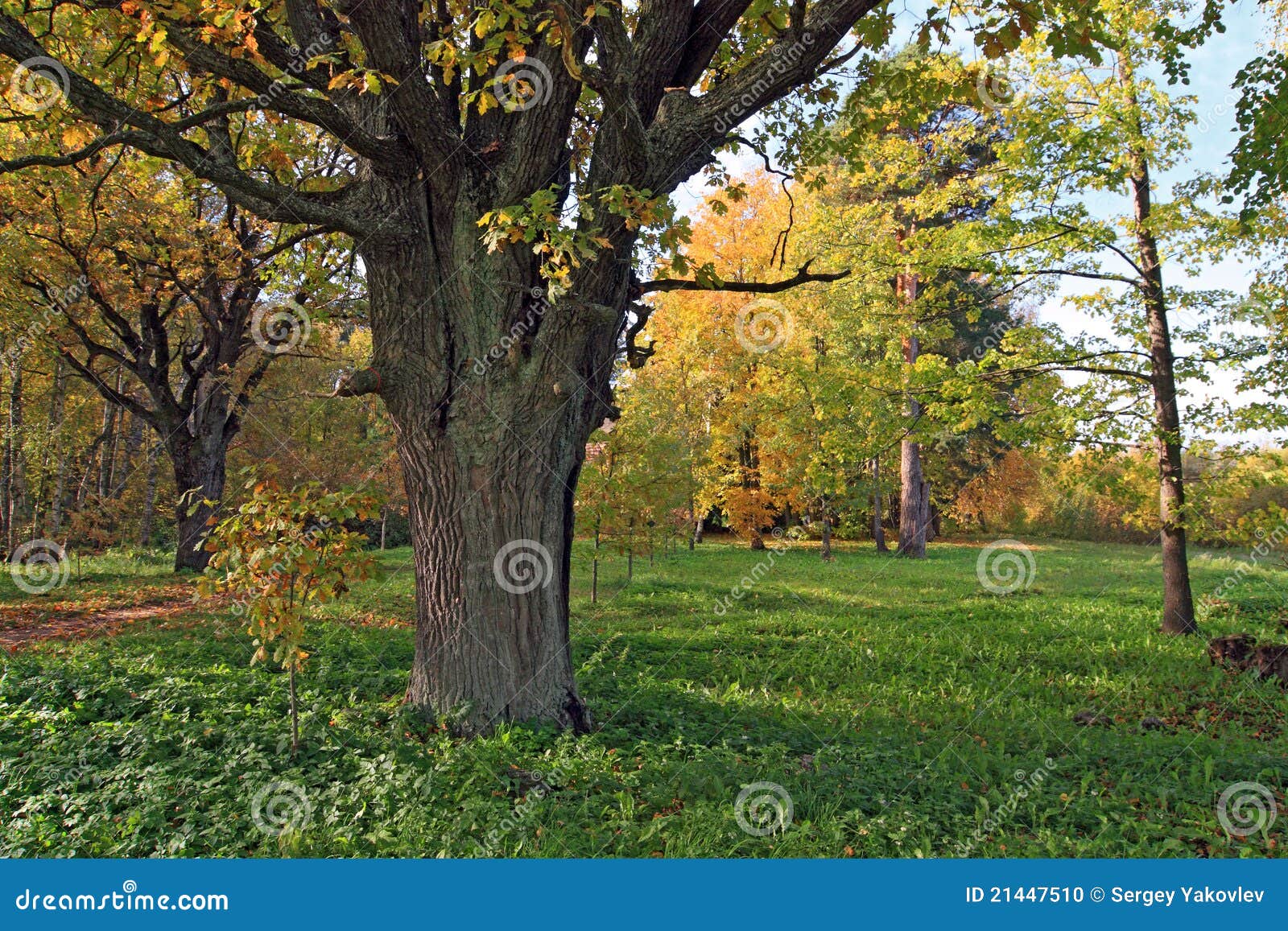 Autumn wood stock photo. Image of forest, botany, spring - 21447510