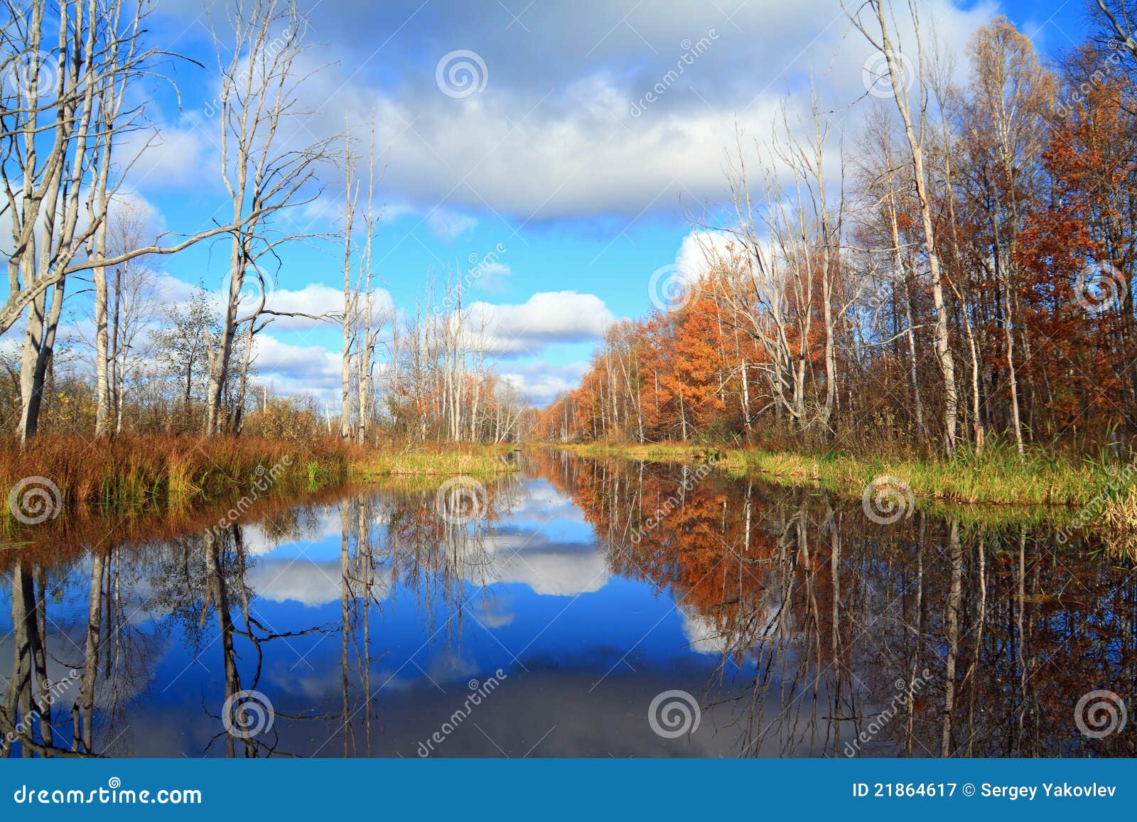 Autumn wood stock image. Image of environment, beauty - 21864617