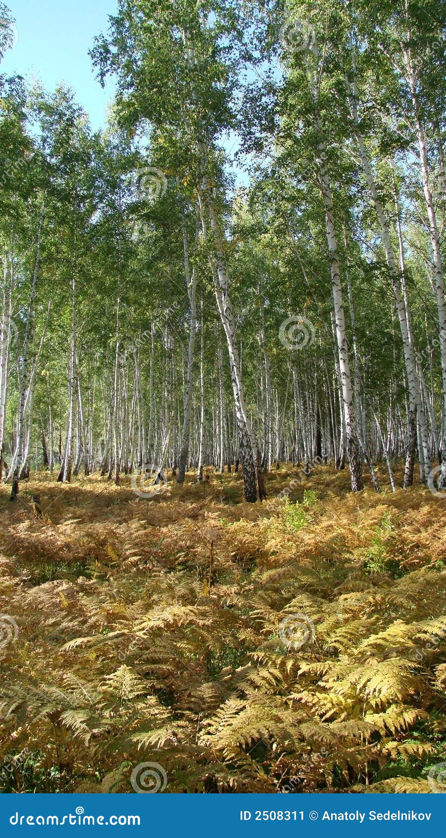 Autumn wood stock image. Image of wood, autumn, leaves - 2508311