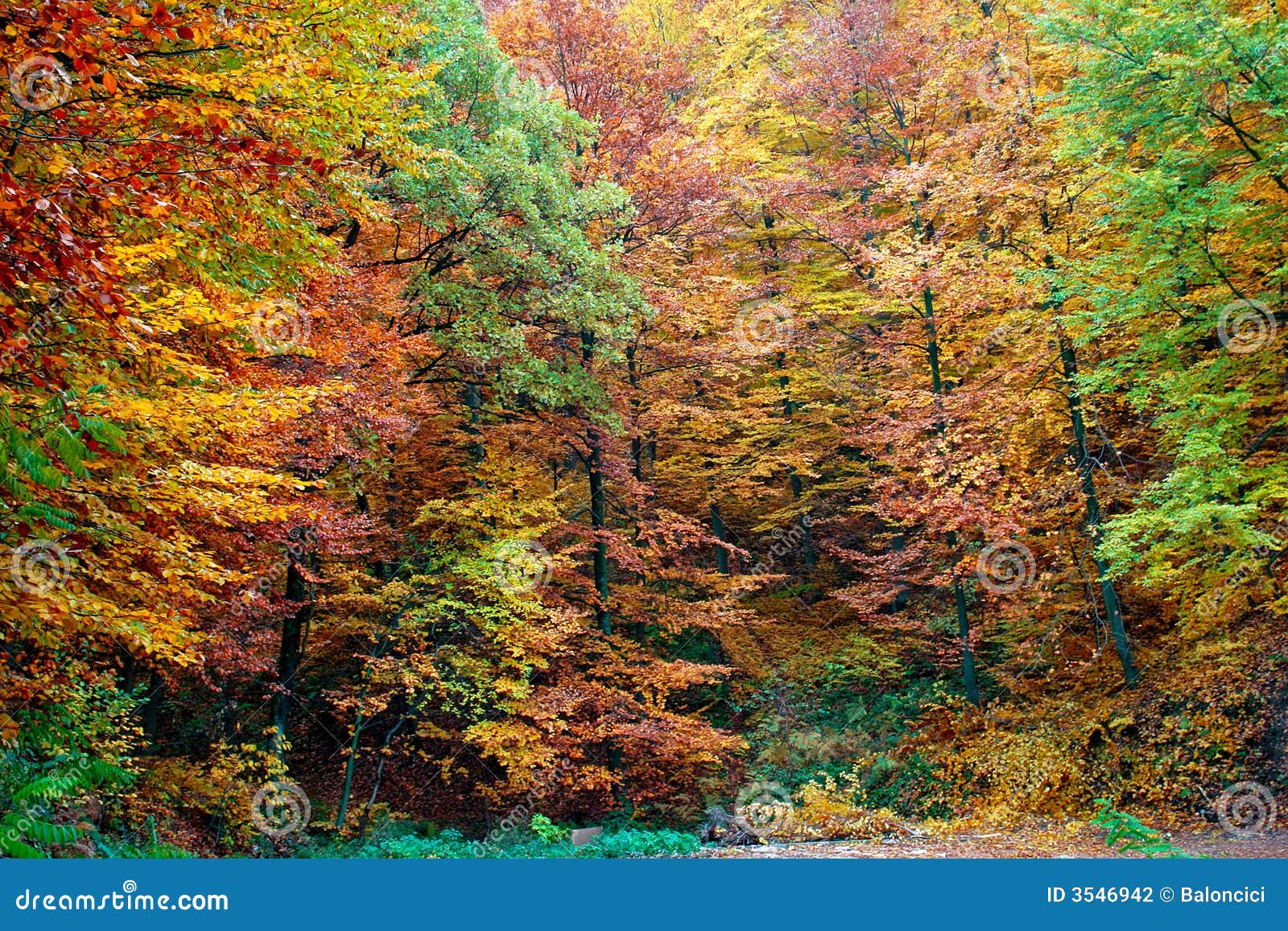 Autumn wood stock photo. Image of autumn, saturation, scenic - 3546942