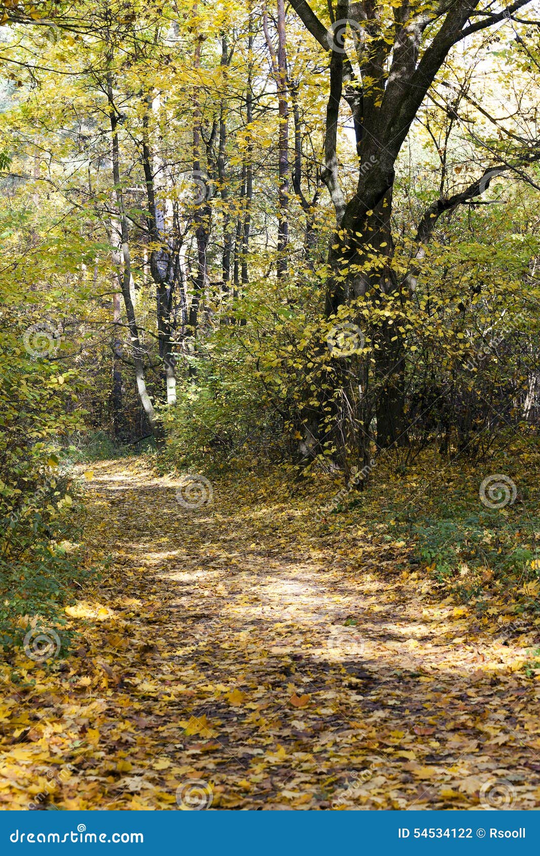 The autumn wood stock photo. Image of light, flare, bright - 54534122