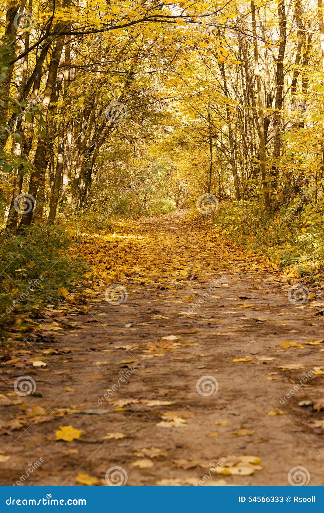 The autumn wood stock image. Image of foliage, autumn - 54566333