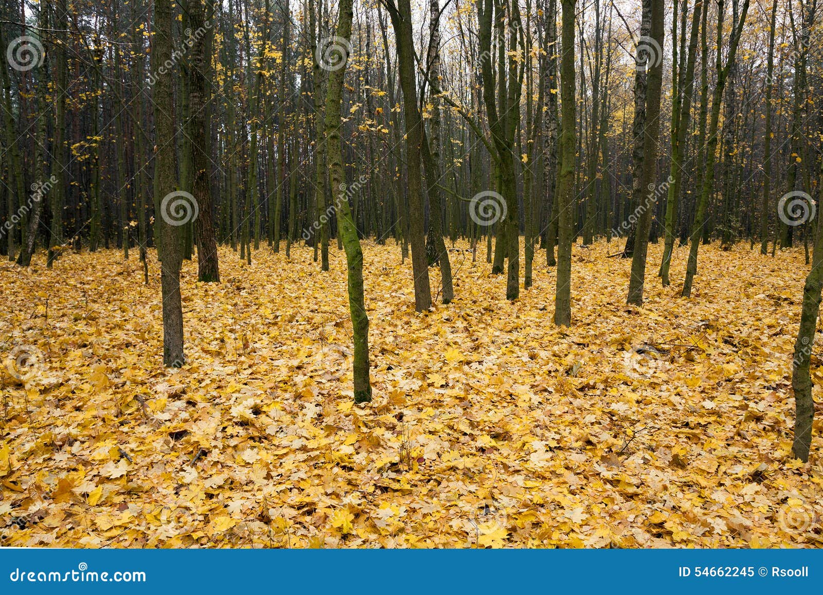 The autumn wood stock image. Image of bush, national - 54662245