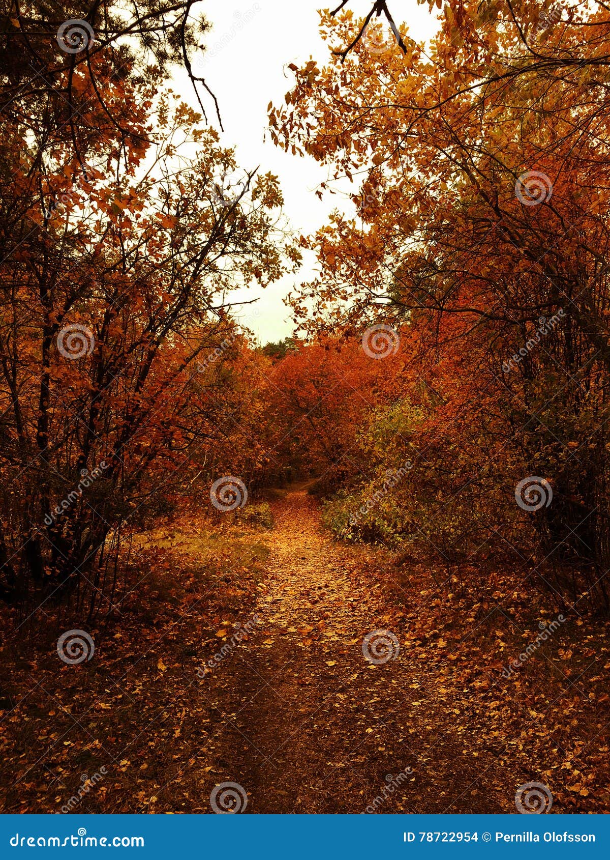 Autumn Wood stock photo. Image of redleaf, autumn, yellowleaf - 78722954