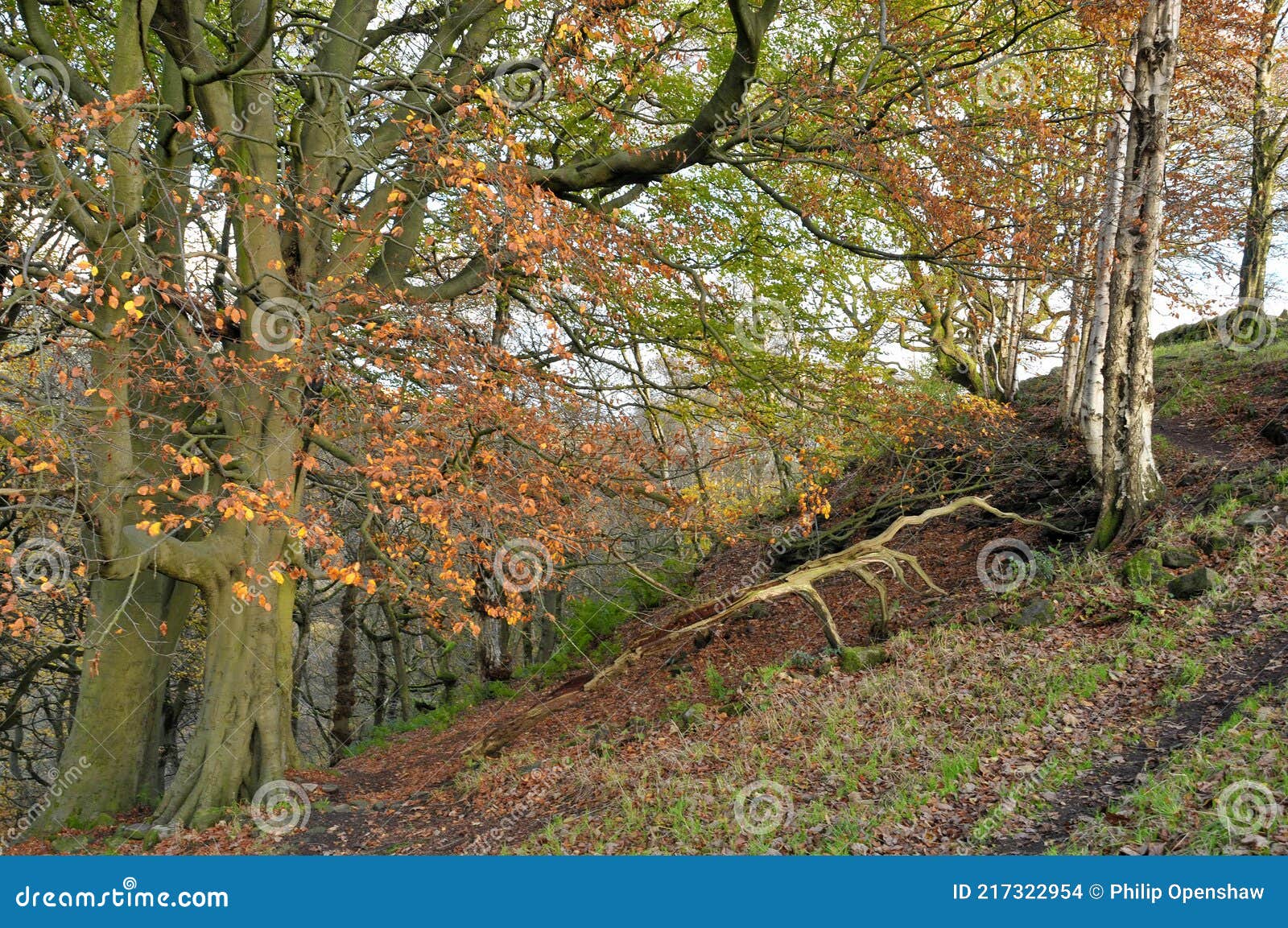 Autumn Woodland Scene with a Hillside Path between Trees with Fallen ...